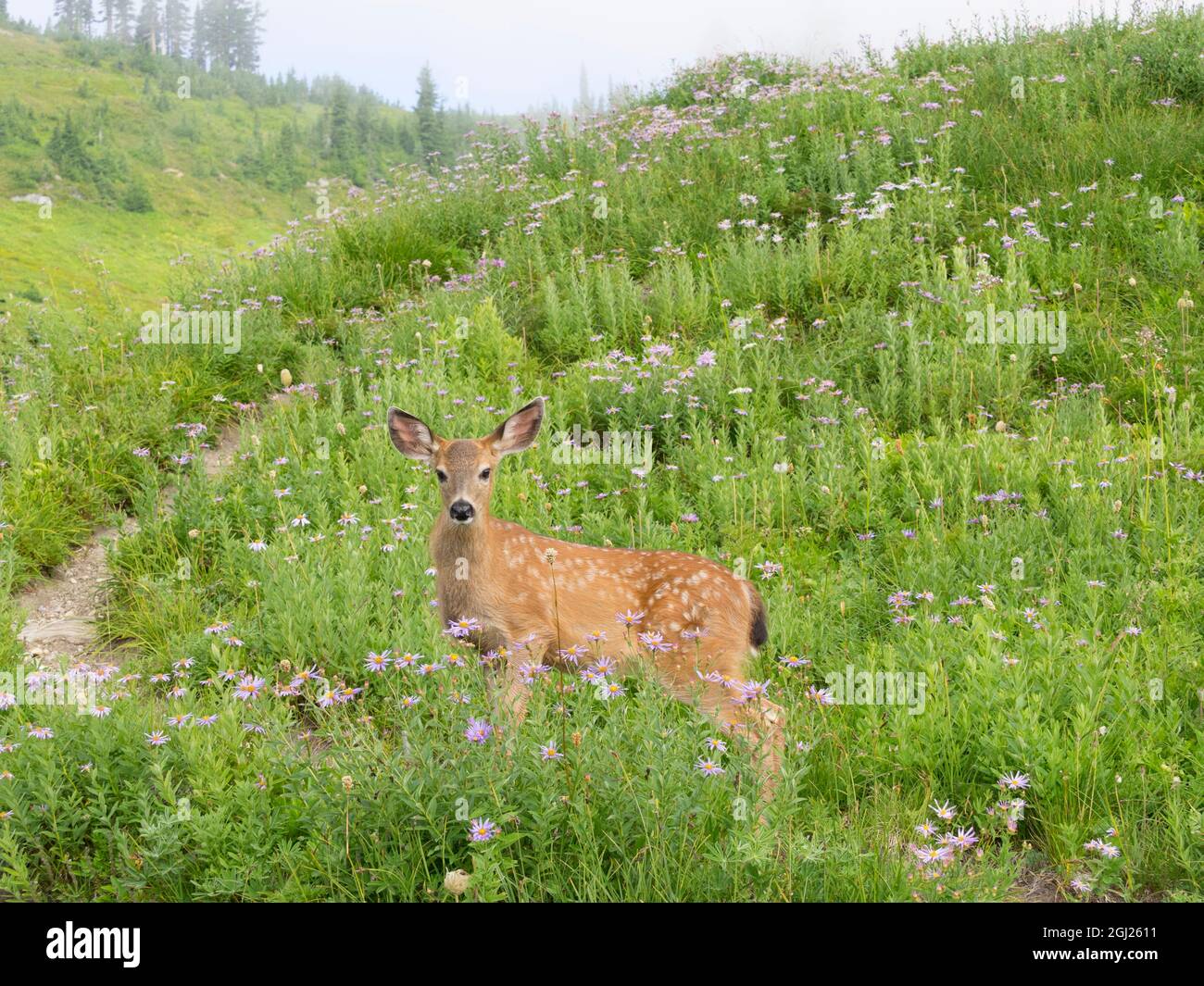 Deer mount rainier national park hi-res stock photography and images ...