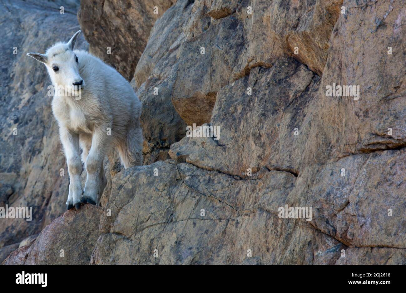 Mountain Goat On Cliff