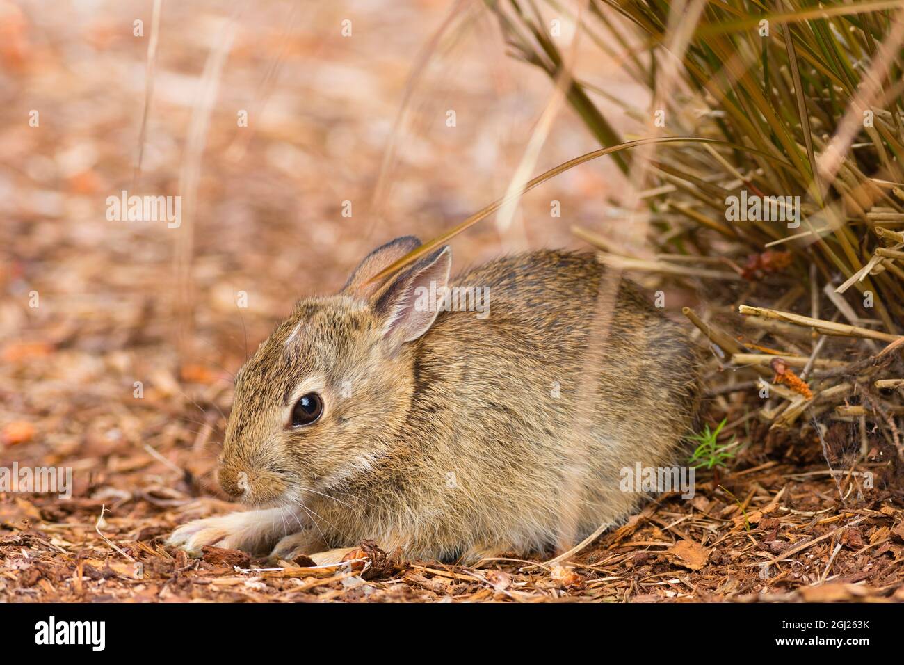 WA, Redmond, Eastern Cottontail baby rabbit (Sylvilagus Floridanus ...