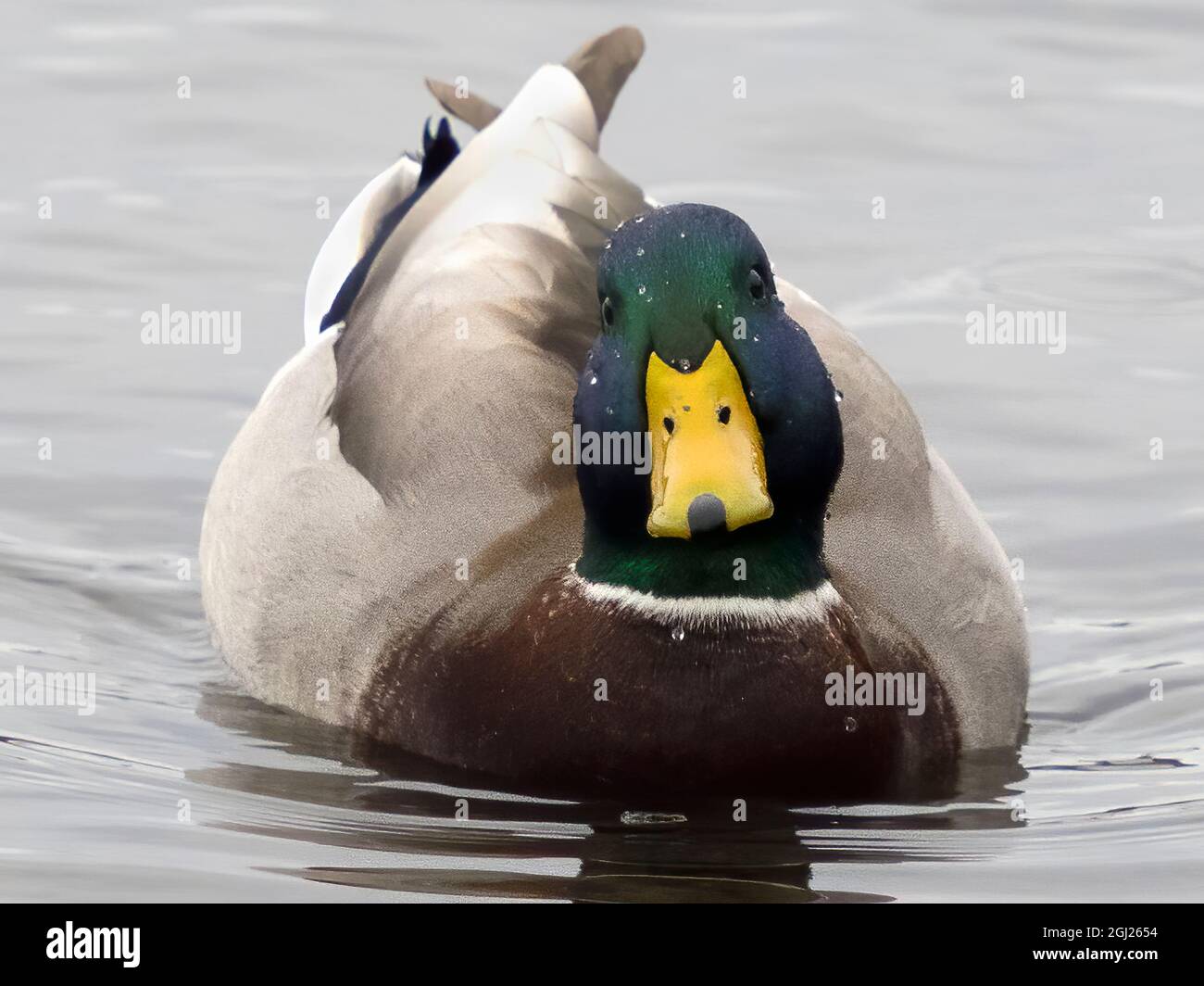 WA, Redmond, Lake Sammamish, Mallard Duck Stock Photo - Alamy