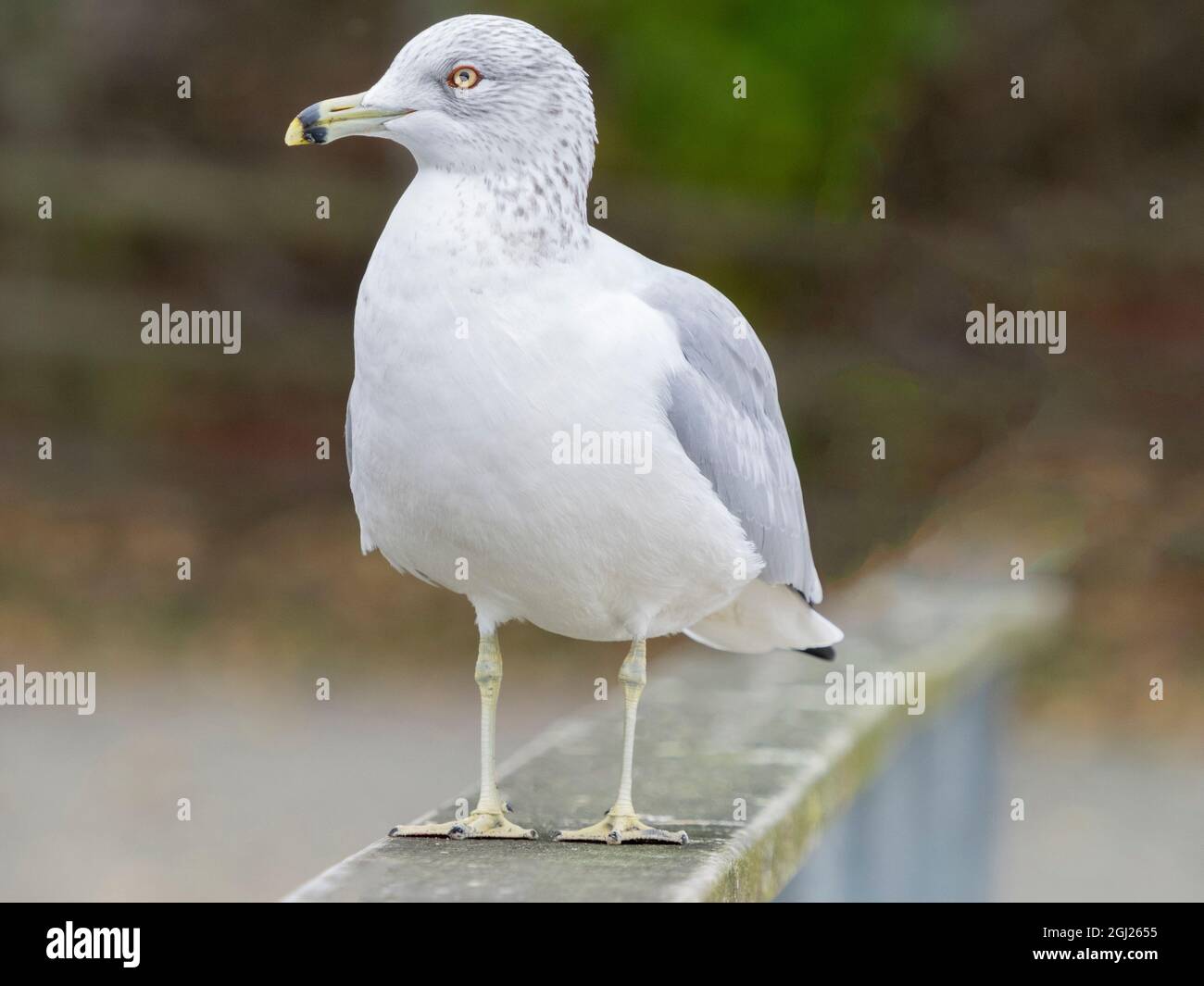 WA, Redmond, Lake Sammamish, Ring-billed Gull Stock Photo - Alamy