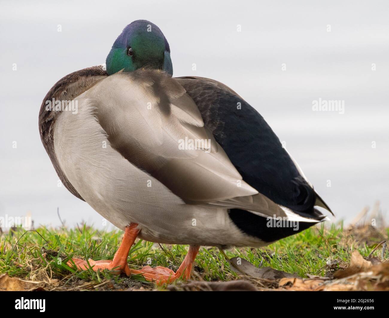 WA, Redmond, Lake Sammamish, Mallard Duck Stock Photo - Alamy