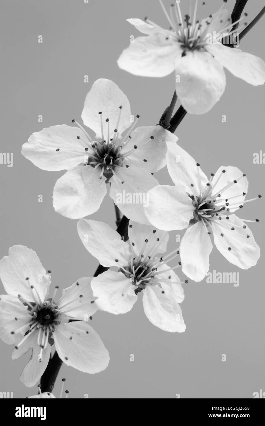 Blossom plum tree on Black and White Stock Photos & Images - Alamy