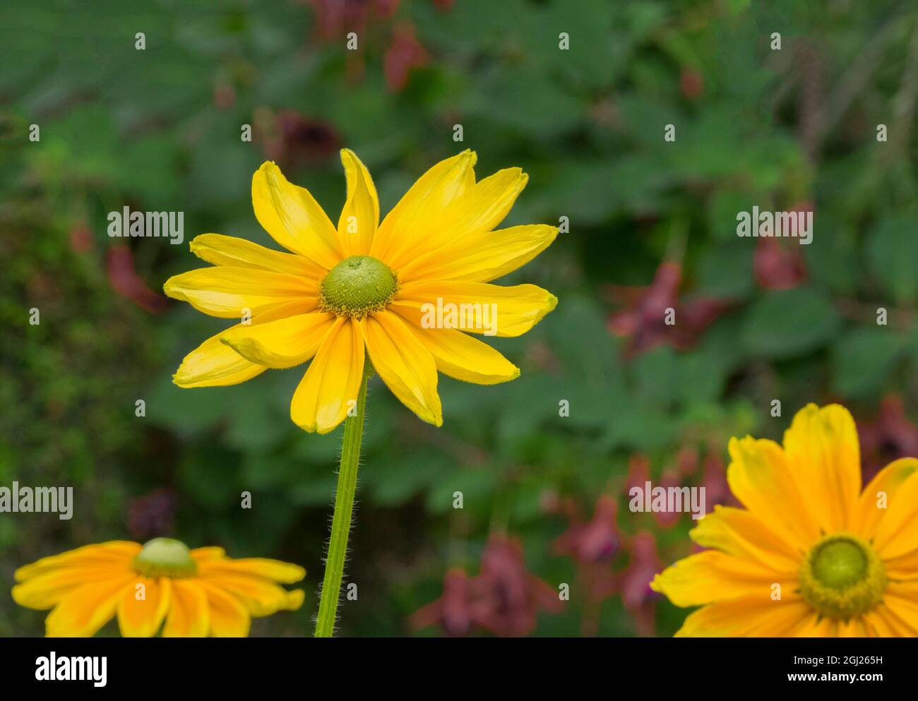 Redmond wa hi-res stock photography and images - Alamy