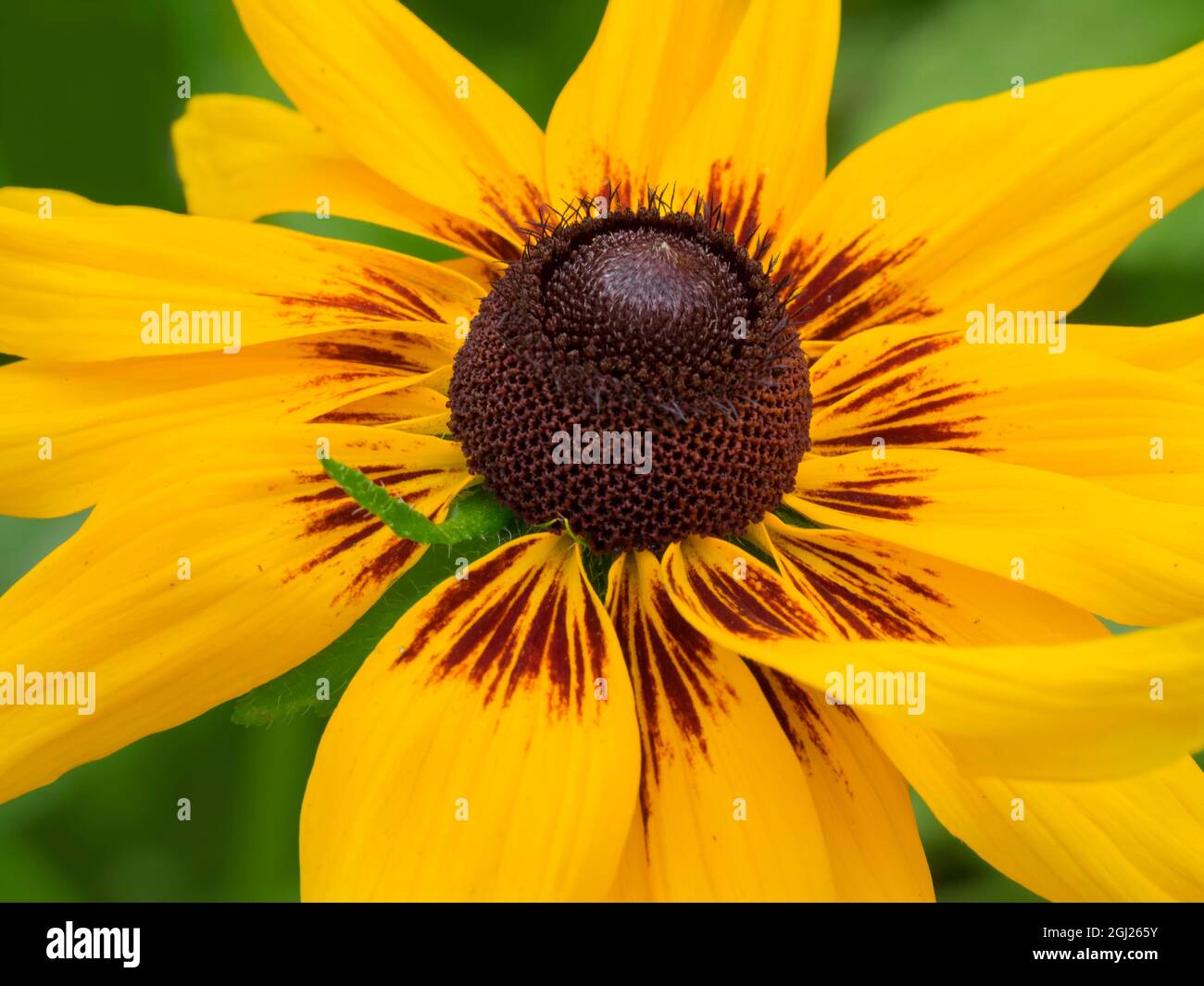 WA, Redmond, Black Eyed Susan Stock Photo - Alamy