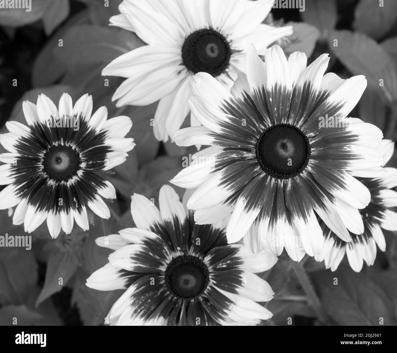 State flower of washington state Black and White Stock Photos & Images ...