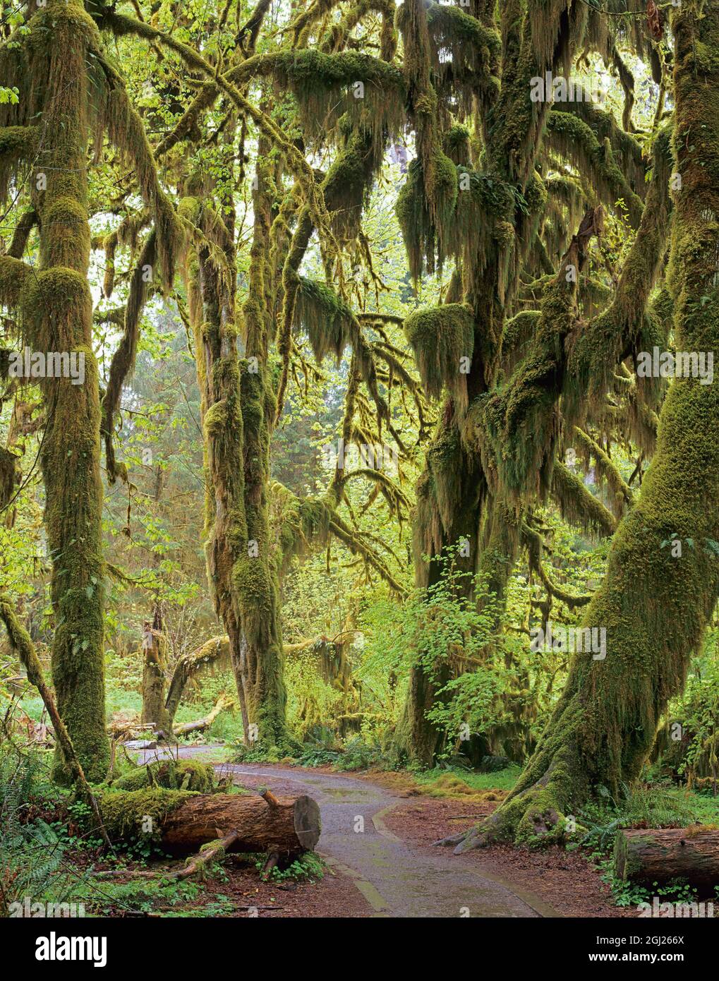 Oregon selaginella moss hi-res stock photography and images - Alamy