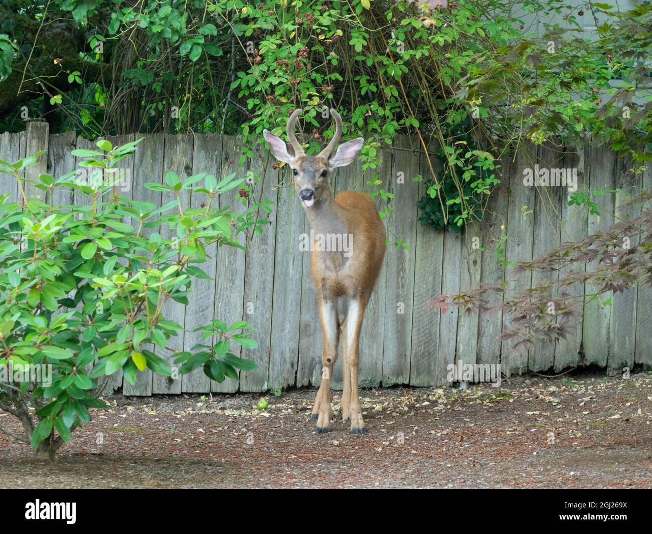 Washington State, Redmond. Black-tailed deer, young buck Stock Photo ...