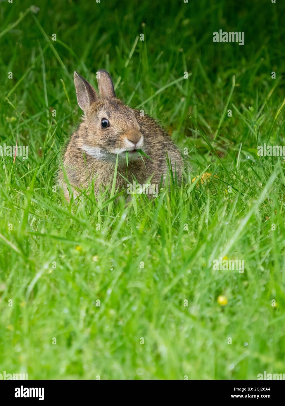 Washington State. Eastern cottontail, baby rabbit, eating grass Stock ...