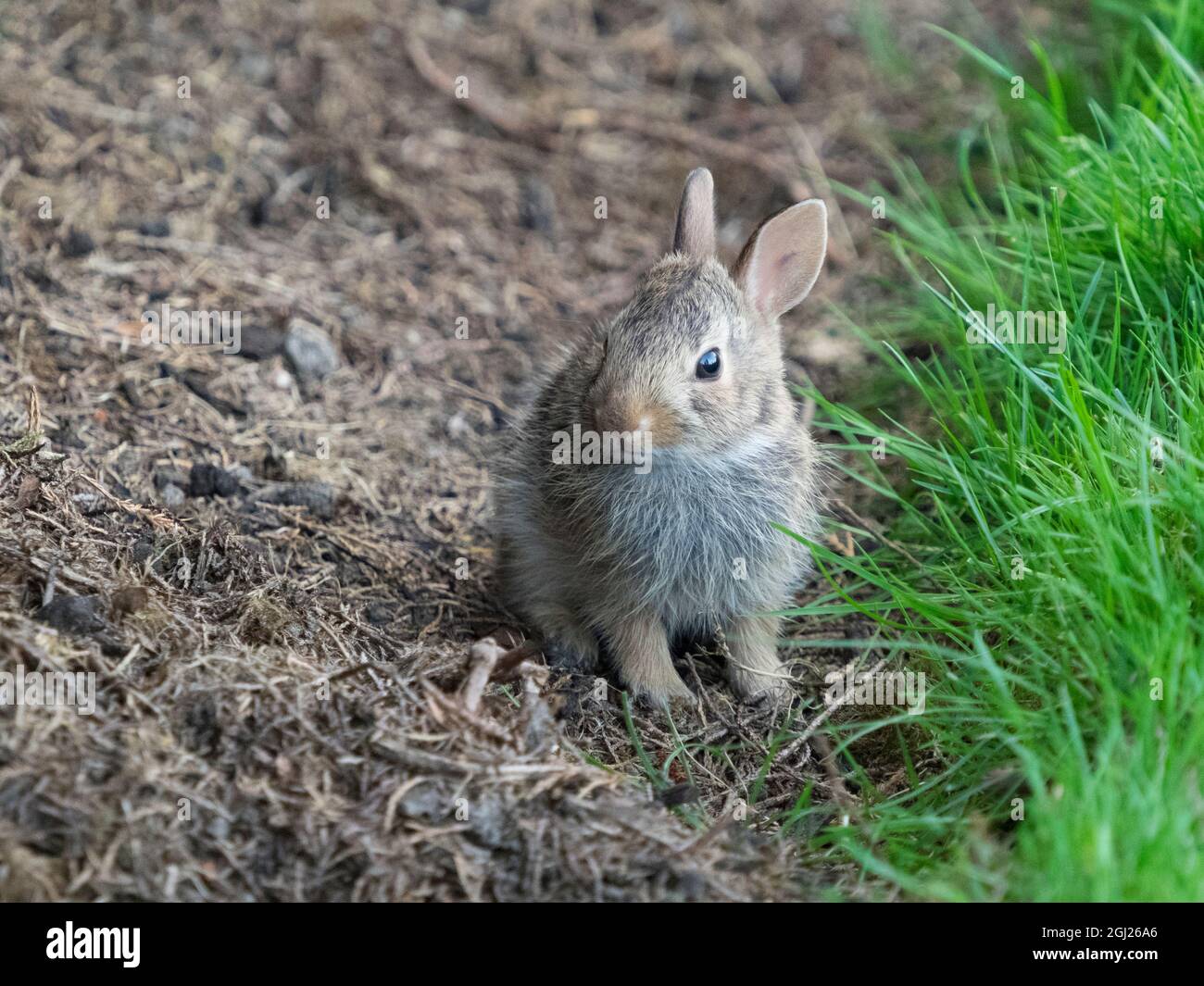 Washington State. Eastern cottontail, baby, three weeks old Stock Photo ...