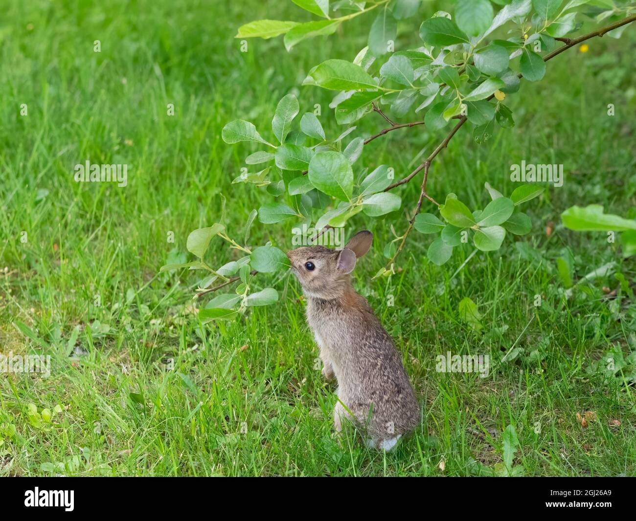 Rabbit eating a leaf hi-res stock photography and images - Alamy