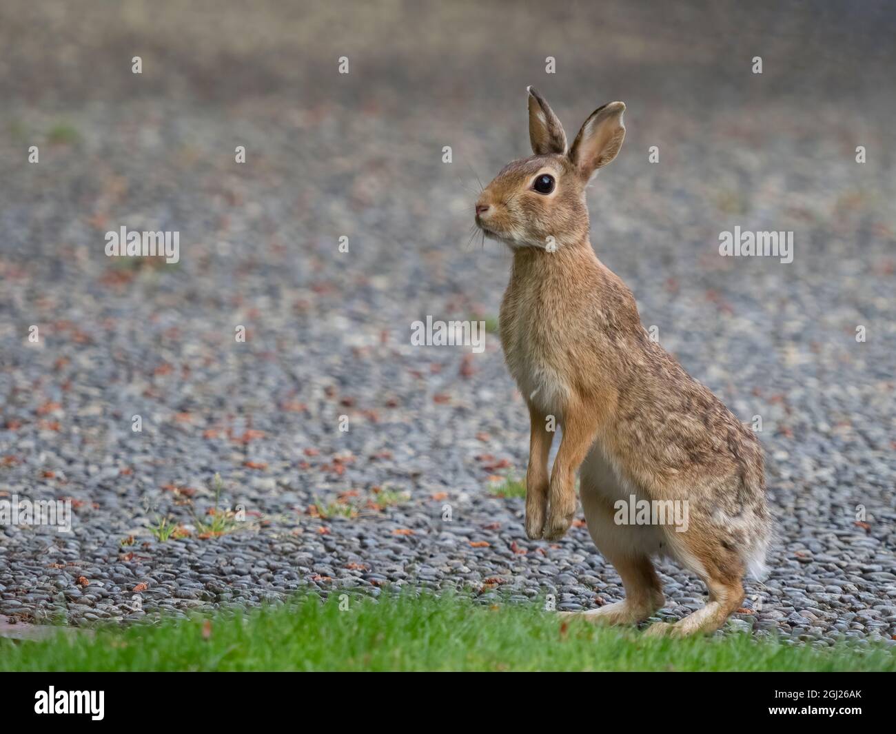 Washington State. Eastern cottontail standing Stock Photo - Alamy