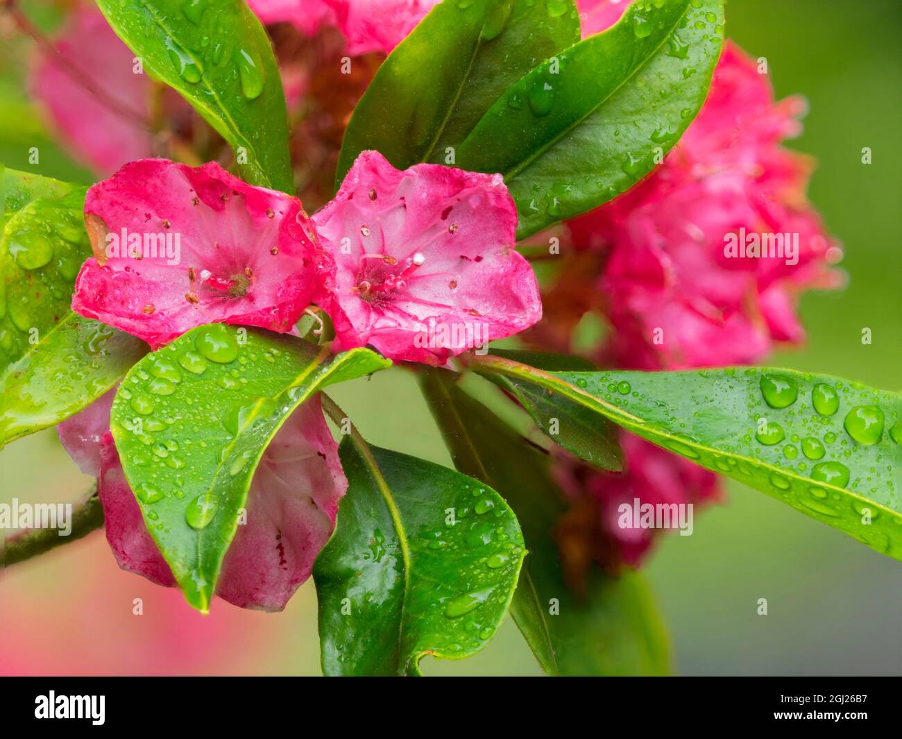 Washington State. Mountain laurel Stock Photo - Alamy