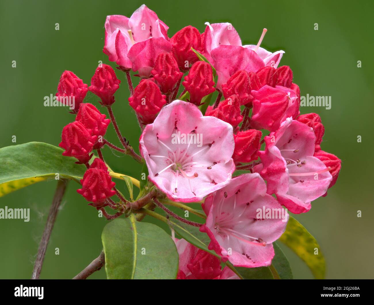 Washington State. Mountain laurel Stock Photo - Alamy