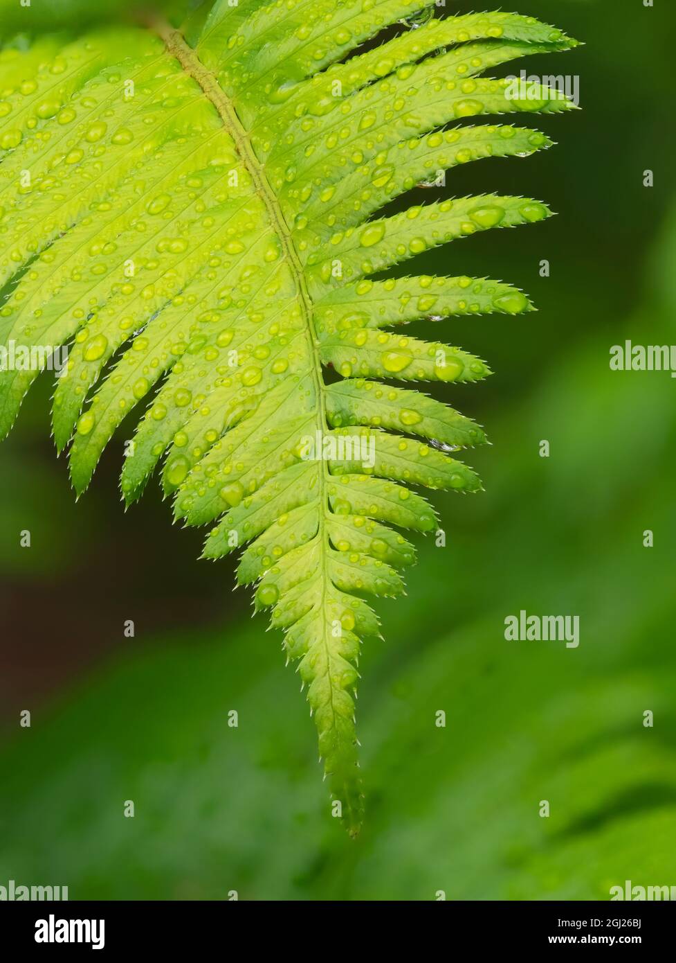 Washington State. Western sword fern Stock Photo - Alamy