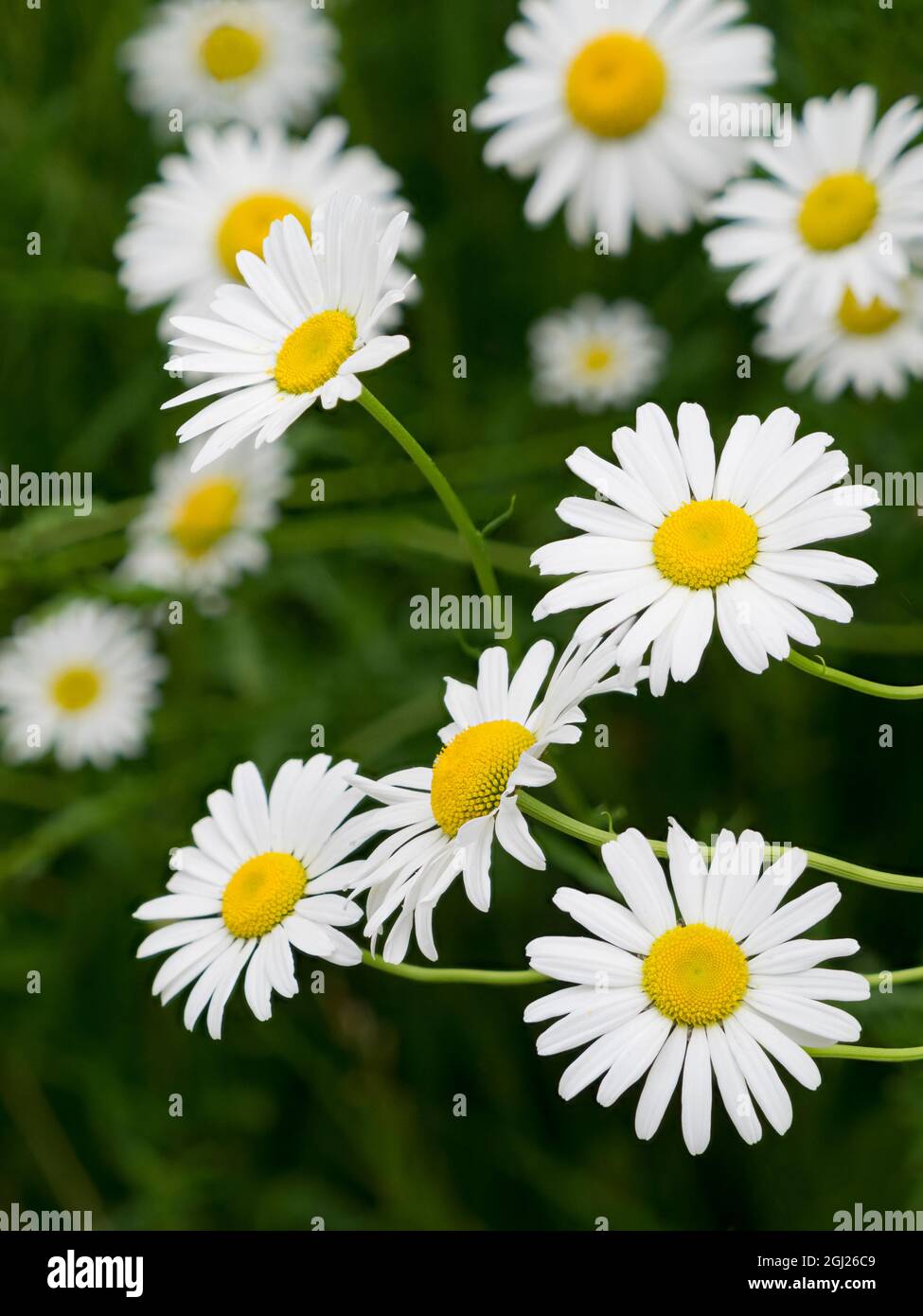 Washington State. Oxeye daisy Stock Photo - Alamy