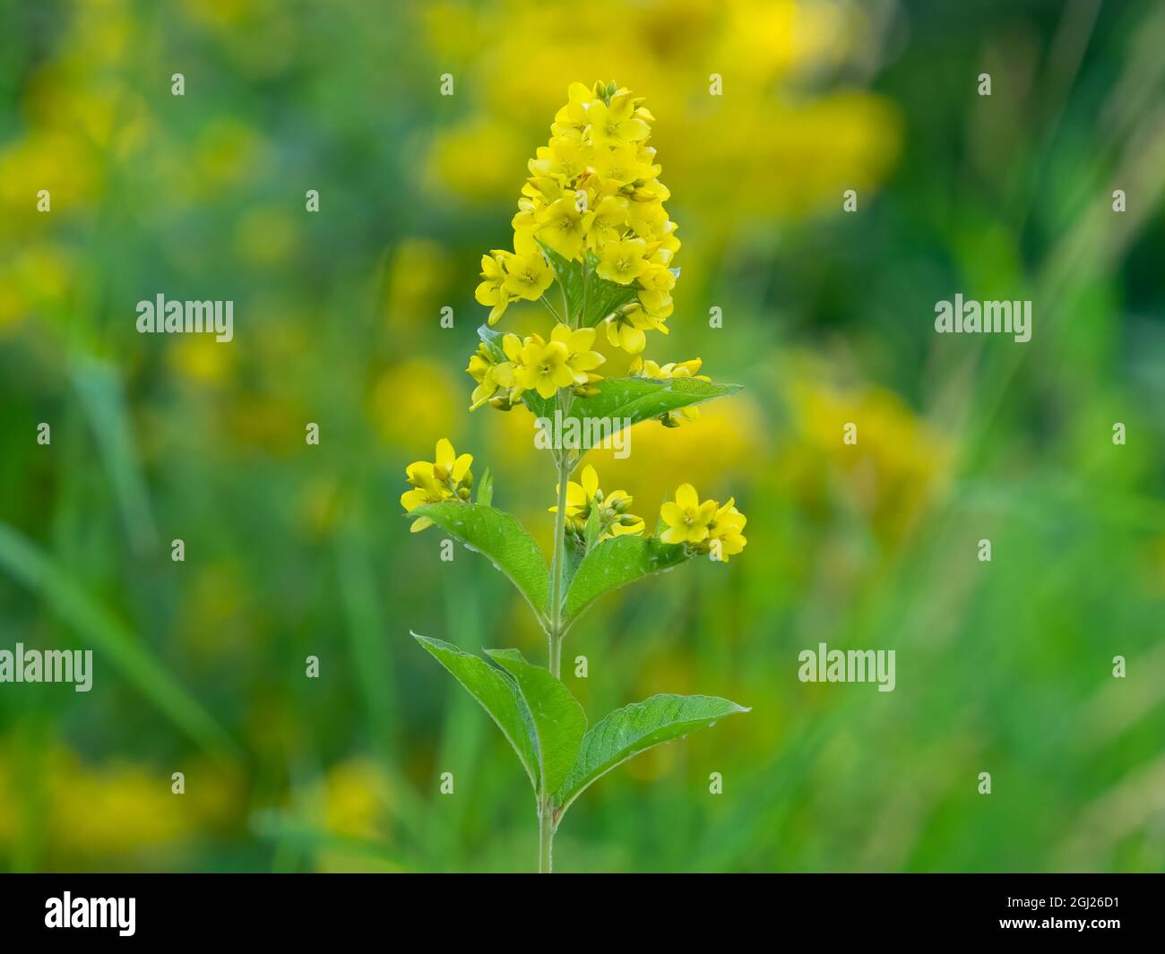 Washington State. Field Mustard Stock Photo - Alamy