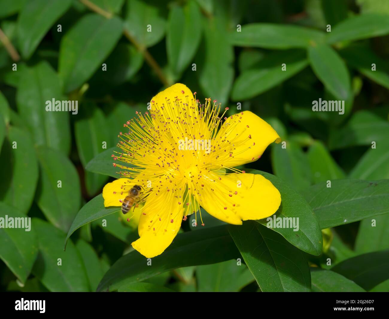 St johns wart flower hi-res stock photography and images - Alamy