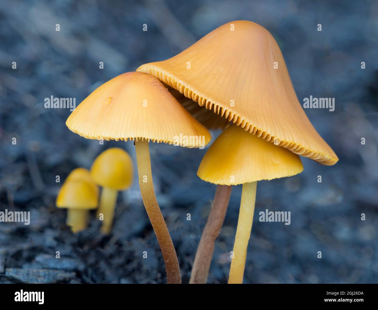 Orange gilled waxy cap hi-res stock photography and images - Alamy