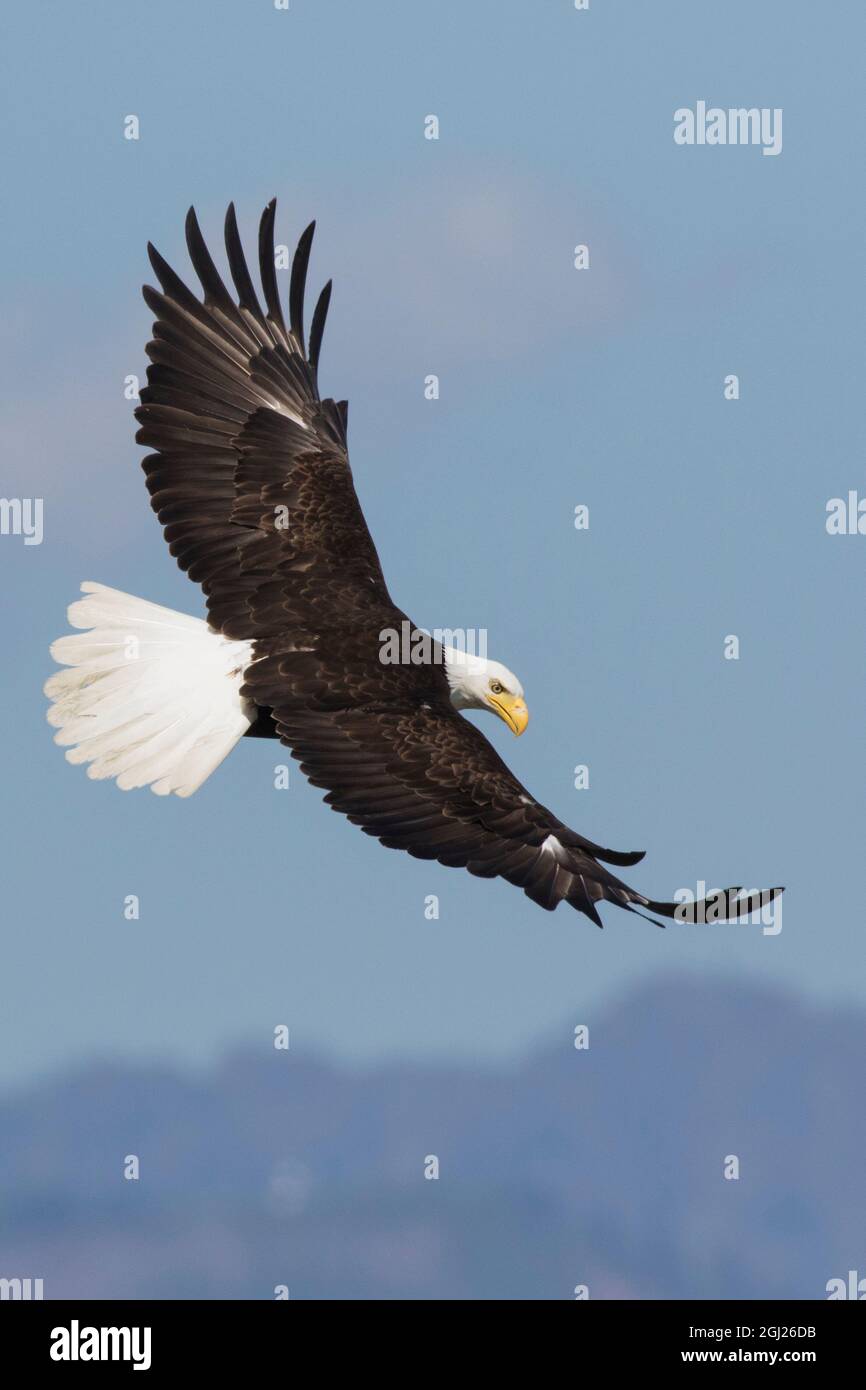 Bald Eagles in Flight Stock Photo - Alamy