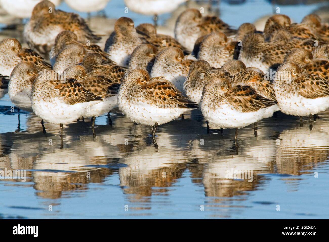 Western Sandpipers, resting during migration Stock Photo - Alamy