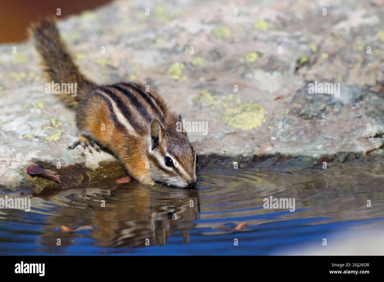 Townsend's Chipmonk; drinking at a rain water pool Stock Photo - Alamy