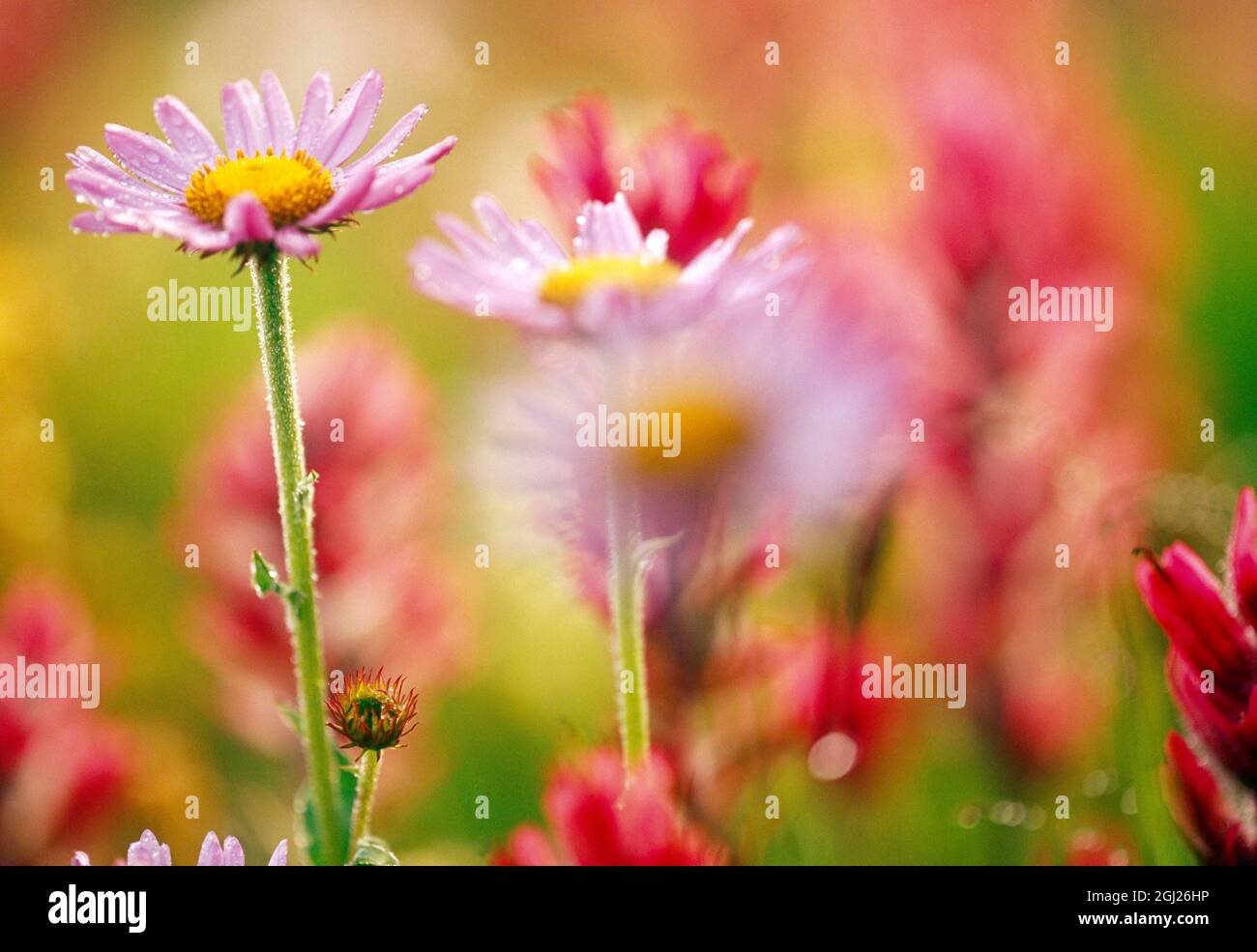 Alpine Aster (Aster alpigenus), Mt. Rainier National Park, WA, USA ...