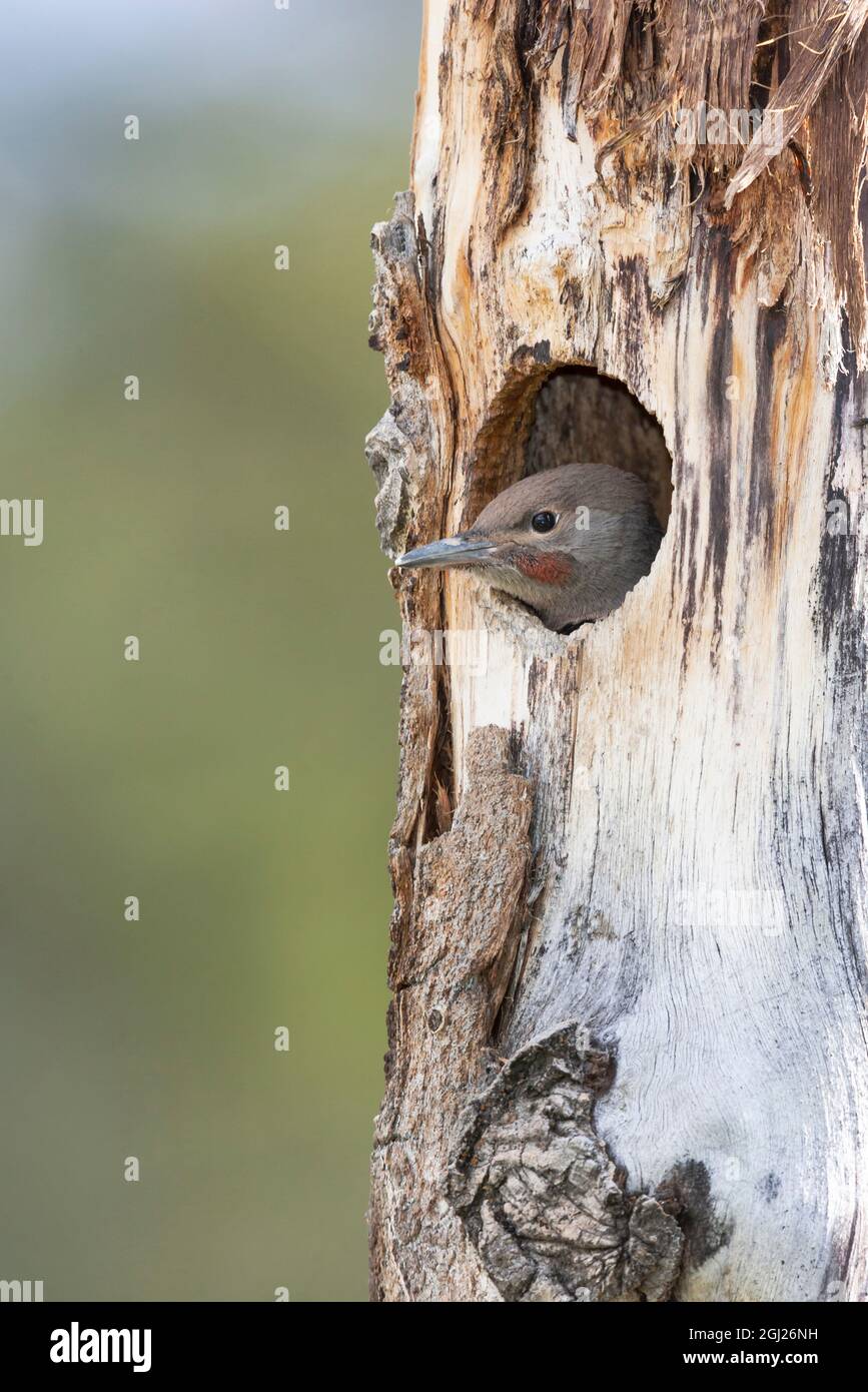 Yellowstone National Park, a young northern flicker peeks out of its ...