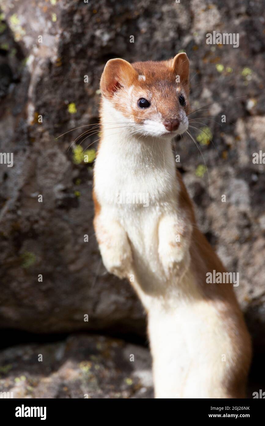 Long tailed weasel hi-res stock photography and images - Alamy