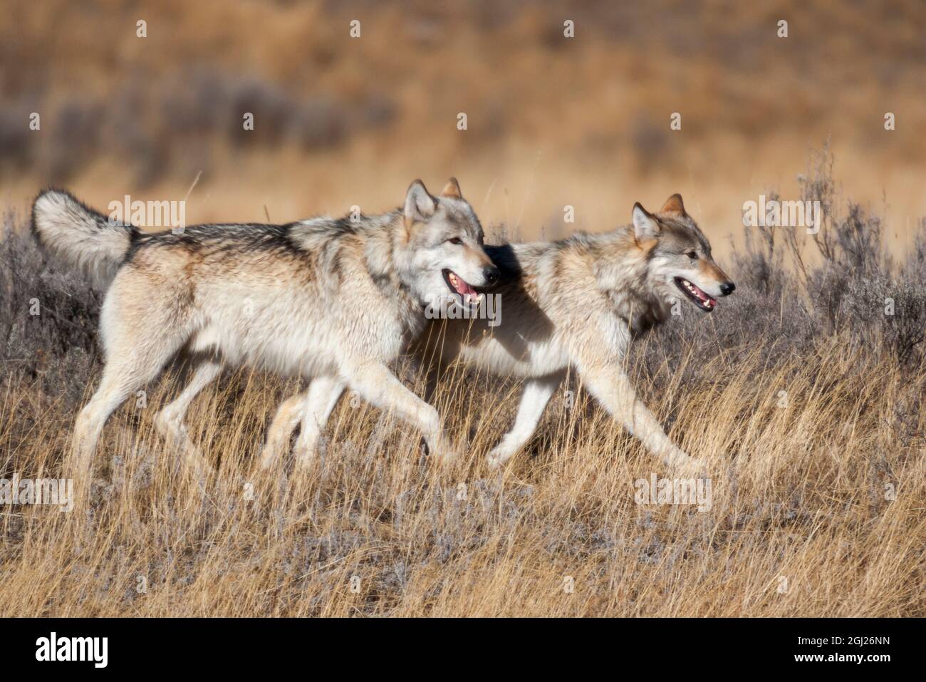 Yellowstone National Park, two gray wolves move through the dry grass ...