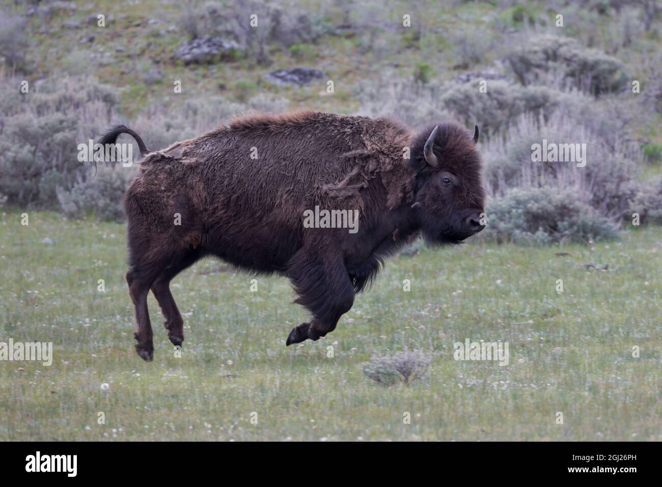Yellowstone National Park. An American bison cow acts in a frenzied ...
