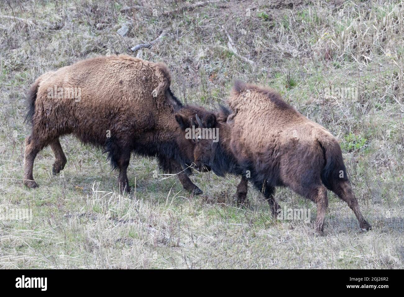 Yellowstone National Park. Two young bison playing fight Stock Photo ...