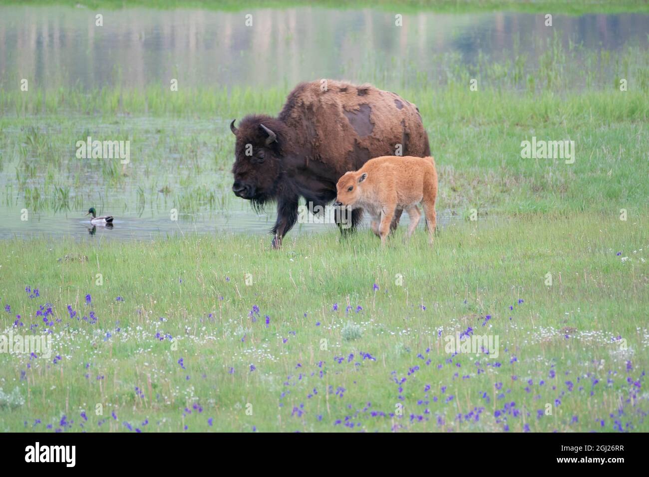 Yellowstone National Park, Lamar Valley. American bison cow with her ...
