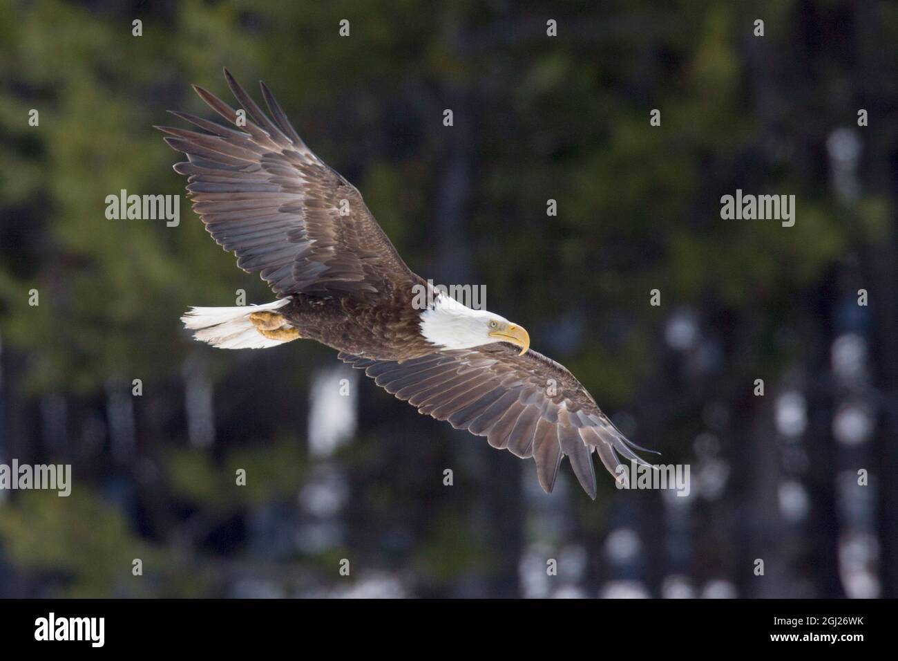 Bald eagle winter hi-res stock photography and images - Alamy