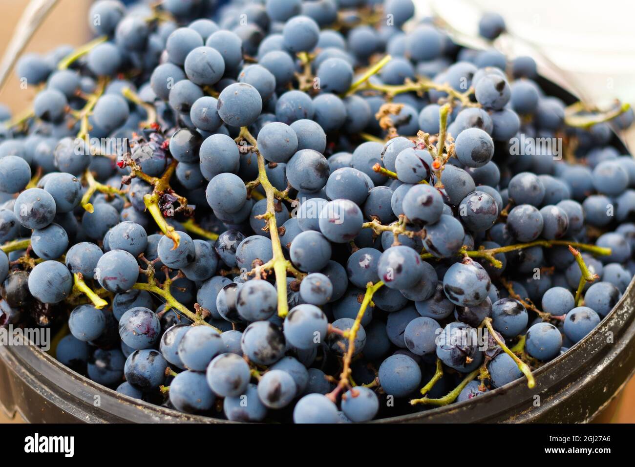 Defocus Grape background. Flat lay, a lots of organic blue grapes ...