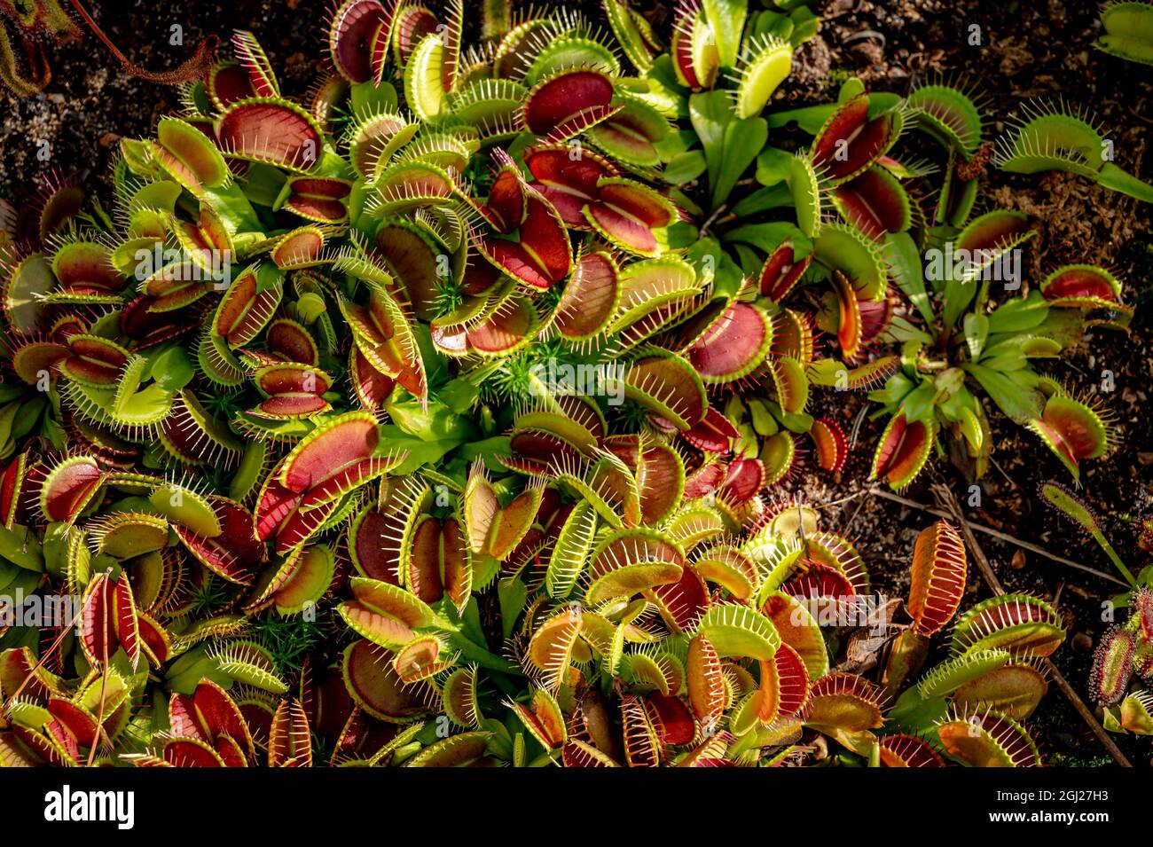 Venus flytrap in garden bed. Dionaea muscipula. Exotic tropical plant ...
