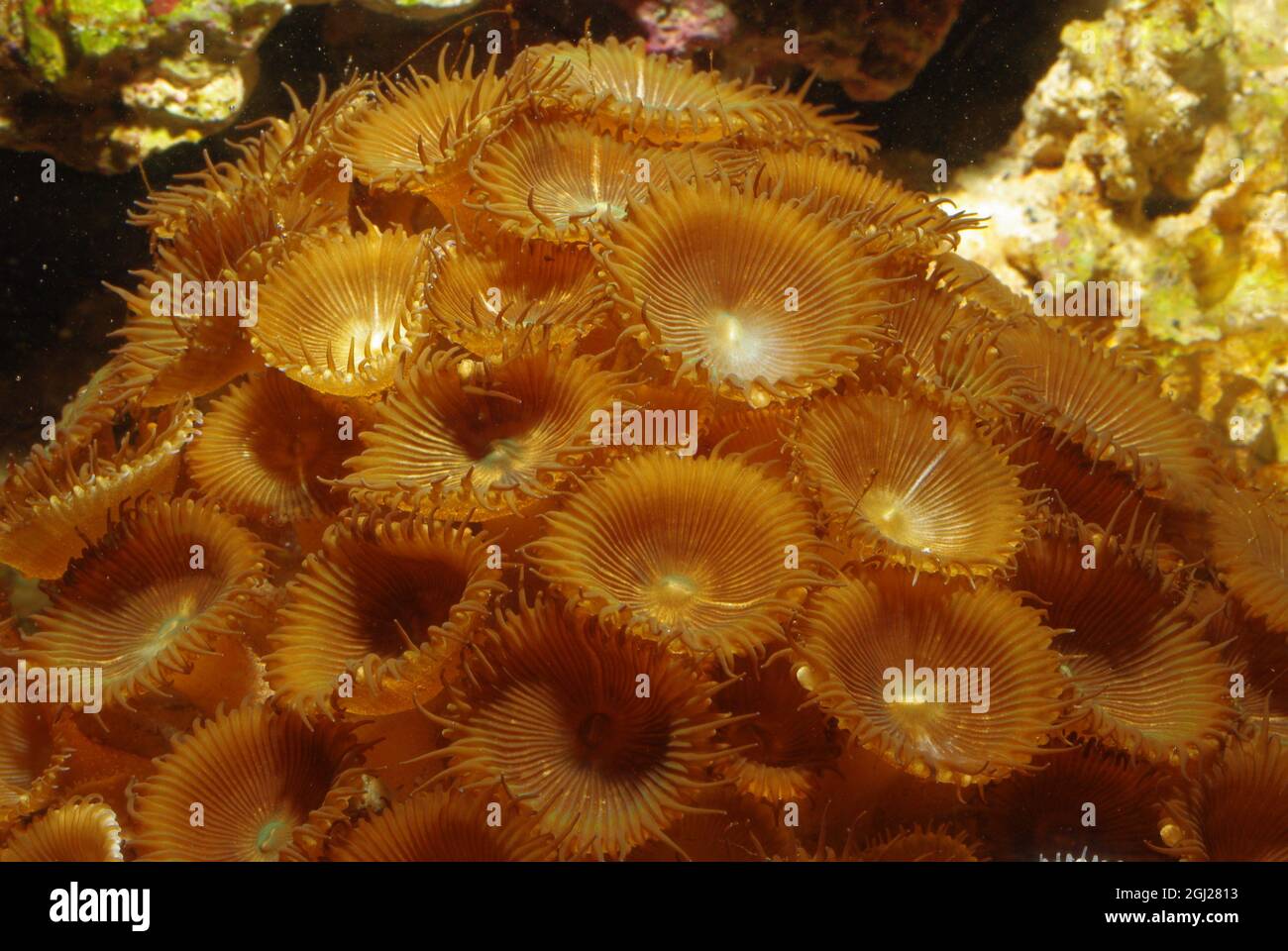 Zoanthidae hi-res stock photography and images - Alamy