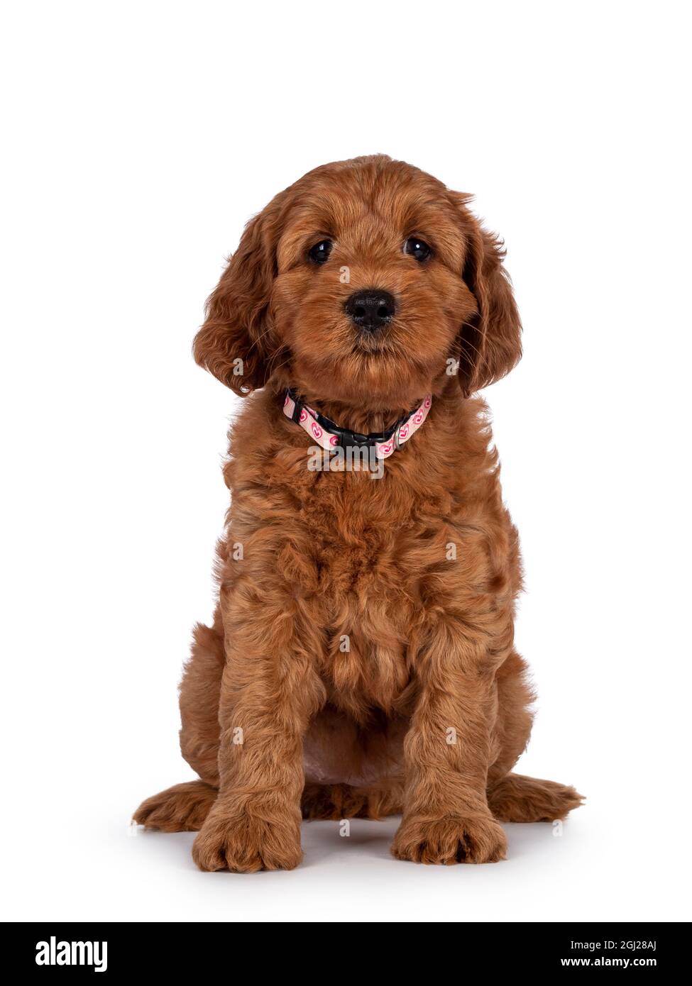 Adorable Cobberdog puppy aka Labradoodle dog, sitting up facing front ...
