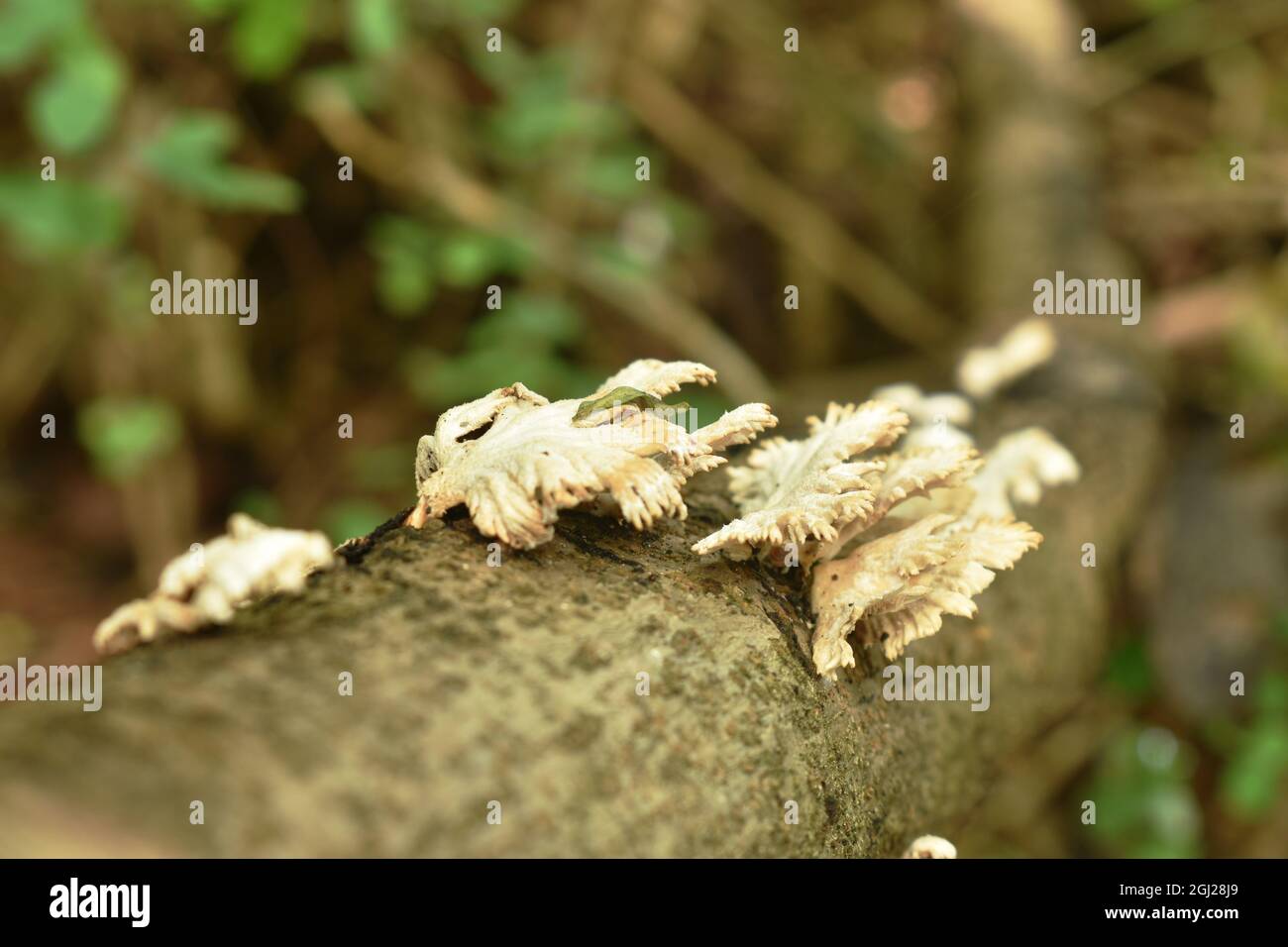 fungus mushroom bunch growing from decay log on ground in forest Stock ...