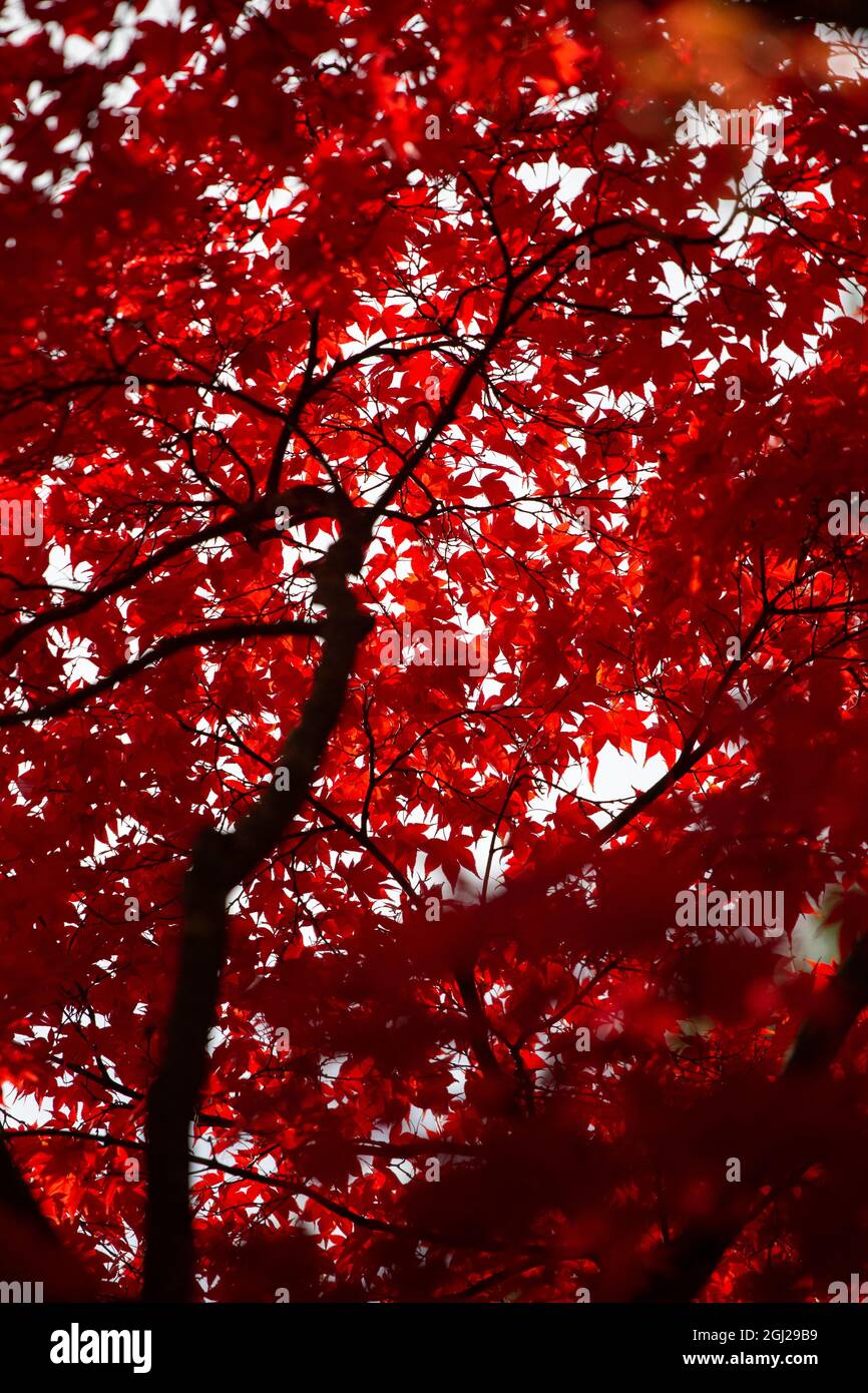 Bright red japanese maple tree branch background Stock Photo - Alamy