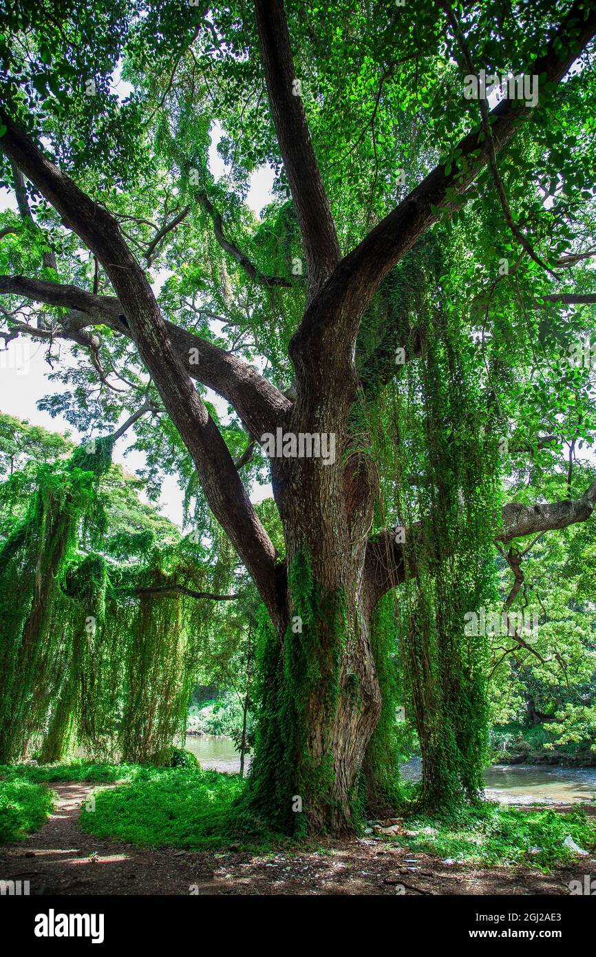forest in Cuba Stock Photo - Alamy