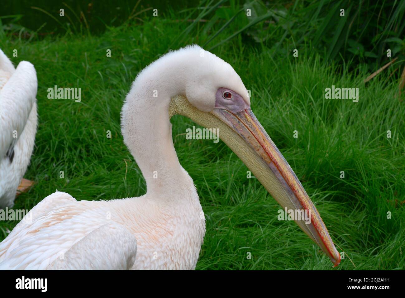 Pelican aviary hi-res stock photography and images - Alamy