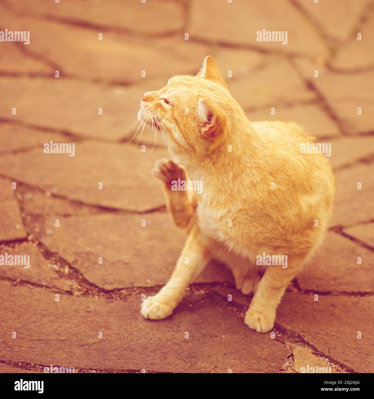 Cat paw scratches fleas, outdoor portrait. Fleas and ticks in domestic ...
