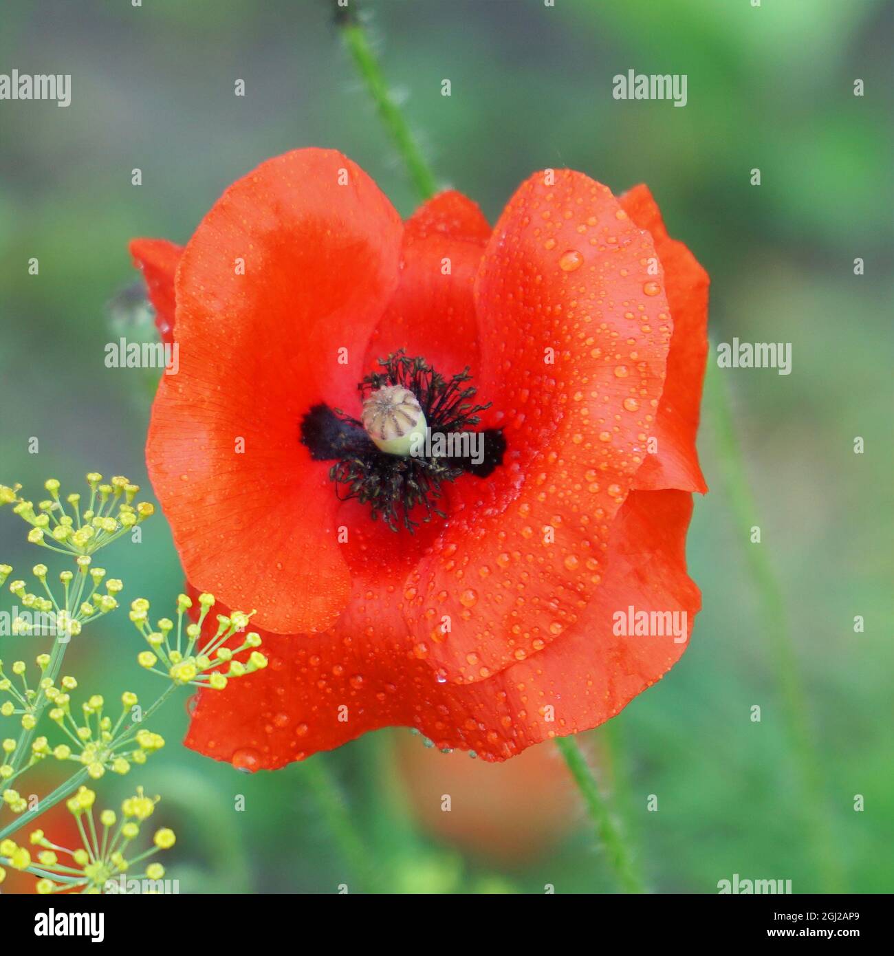 Red poppy flower on the garden bed. Top view Stock Photo - Alamy