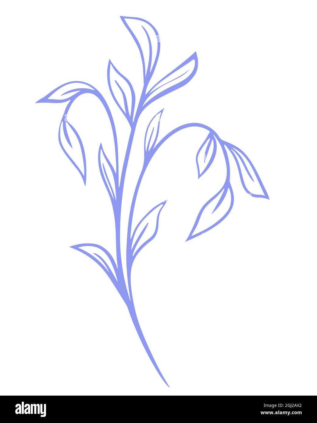 Single graceful branch with elongated leaves vector illustration Stock ...