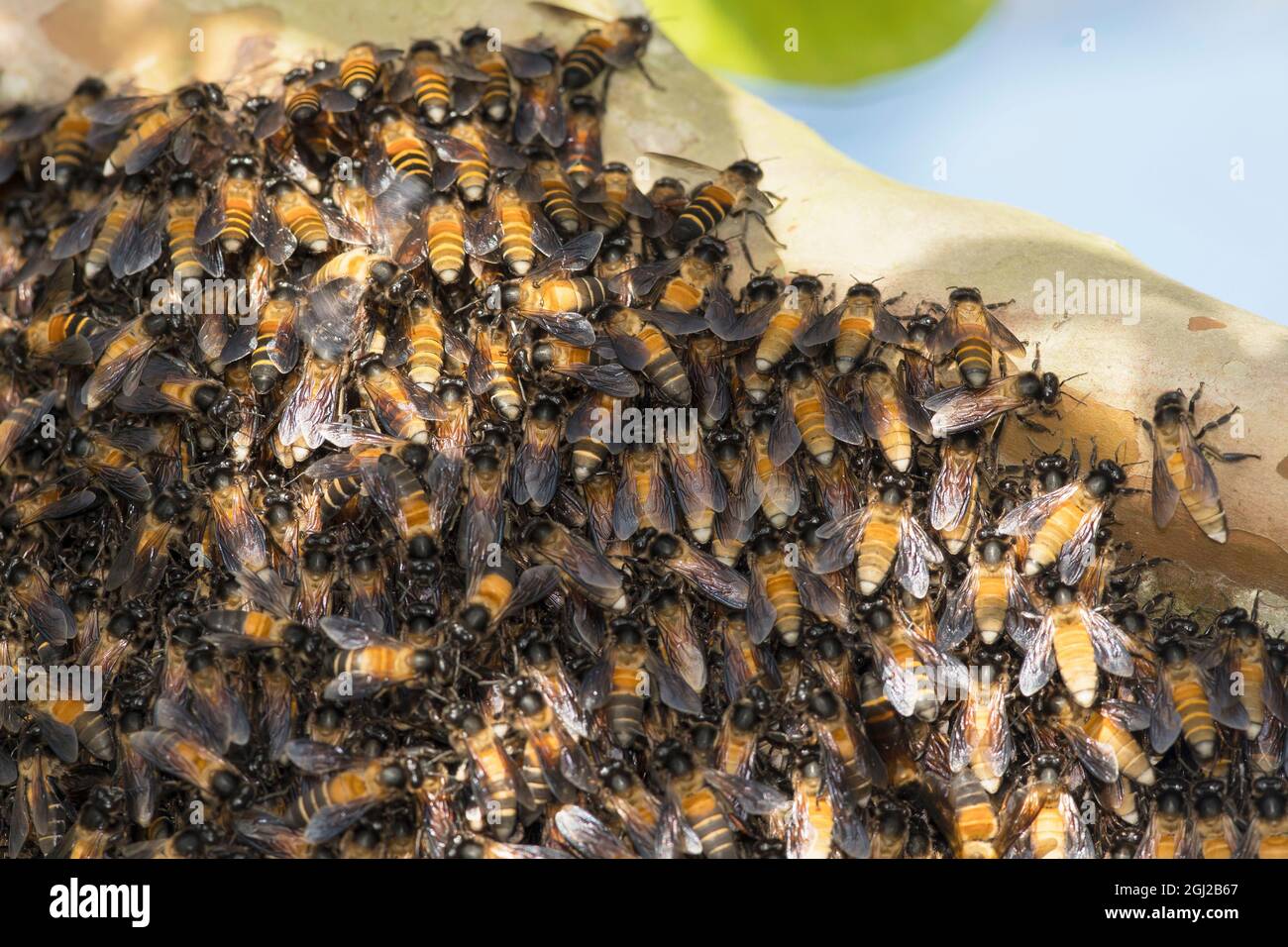 Giant Honey Bee Comb High Resolution Stock Photography and Images - Alamy