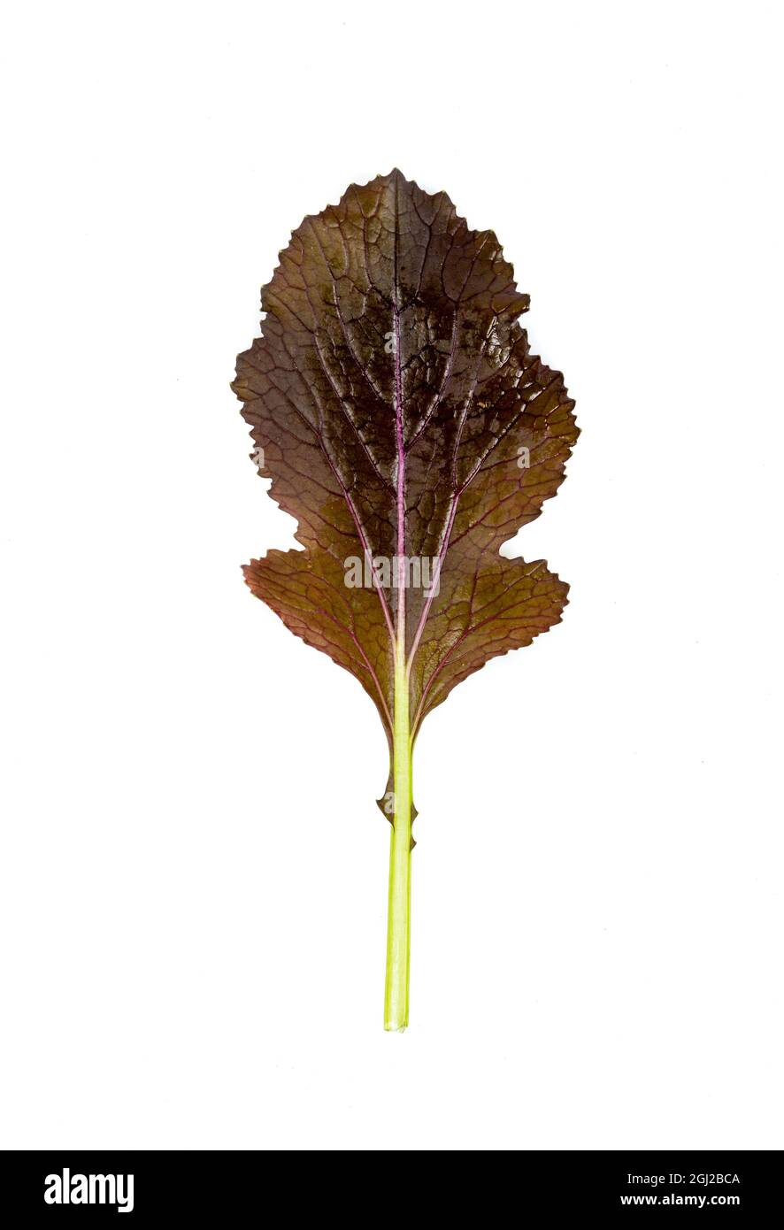 Green cabbage leaves growing Cut Out Stock Images & Pictures - Alamy