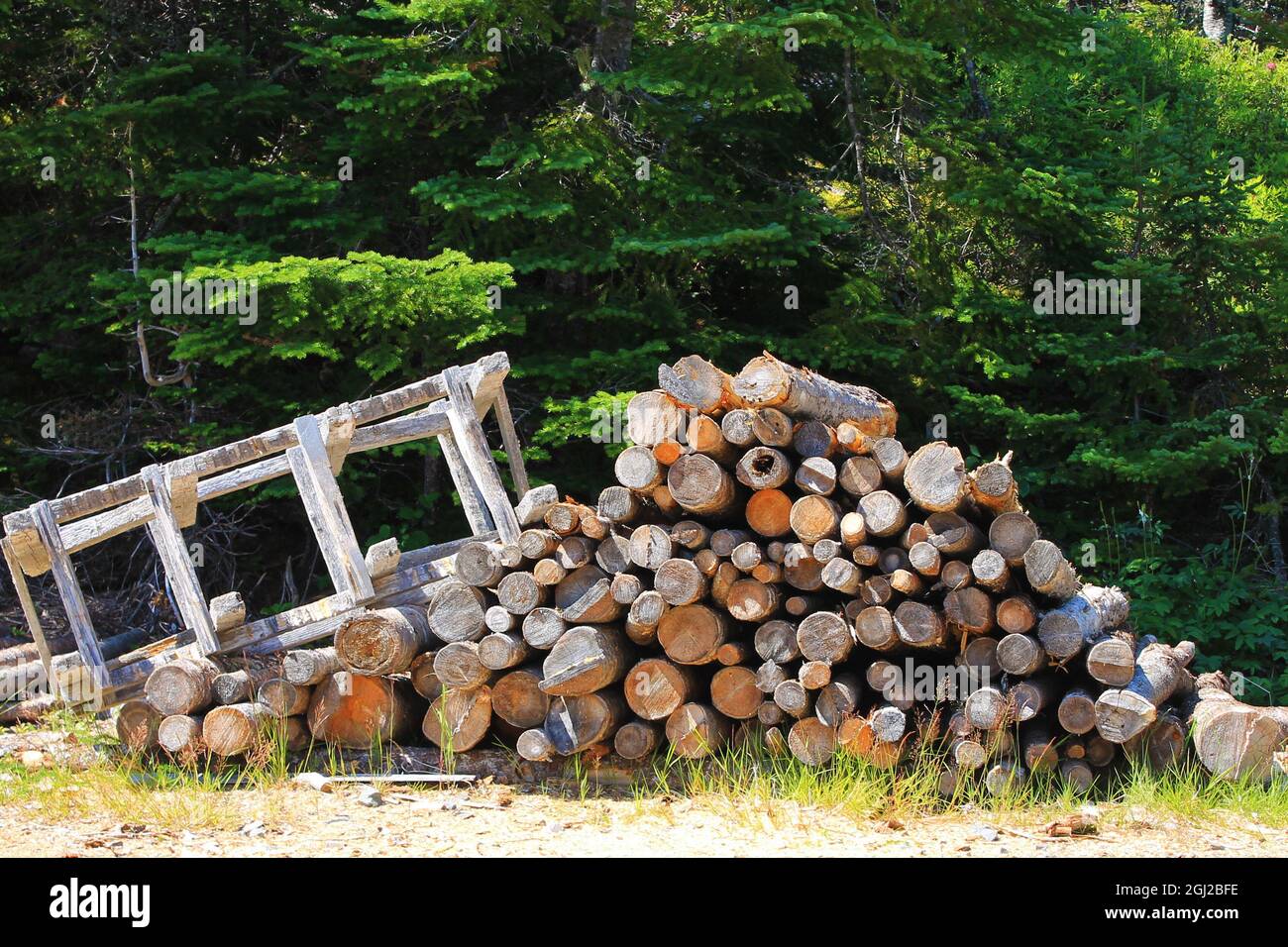 Evergreen trees road hi-res stock photography and images - Alamy