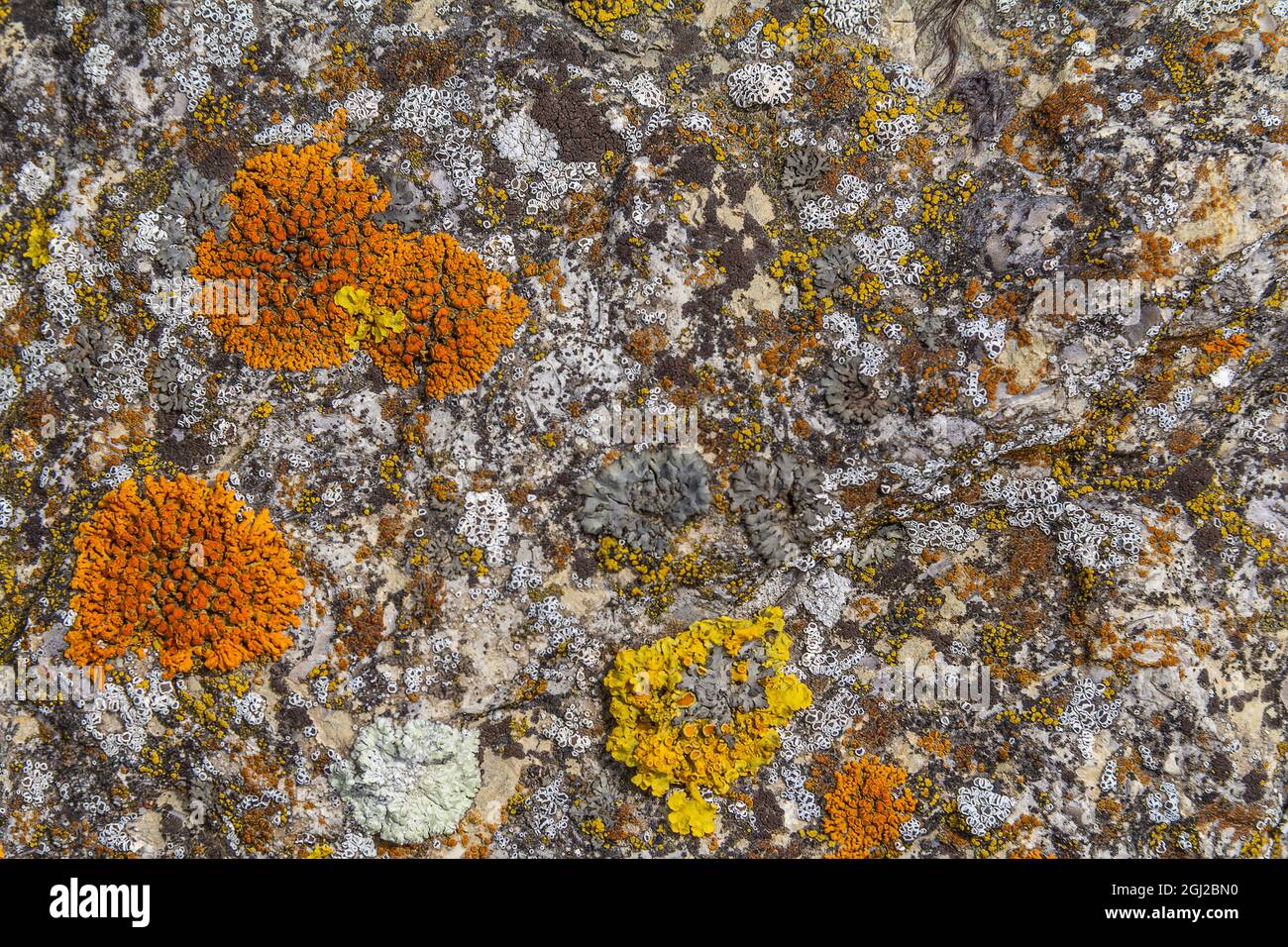 full frame abstract background showing various lichen species Stock ...