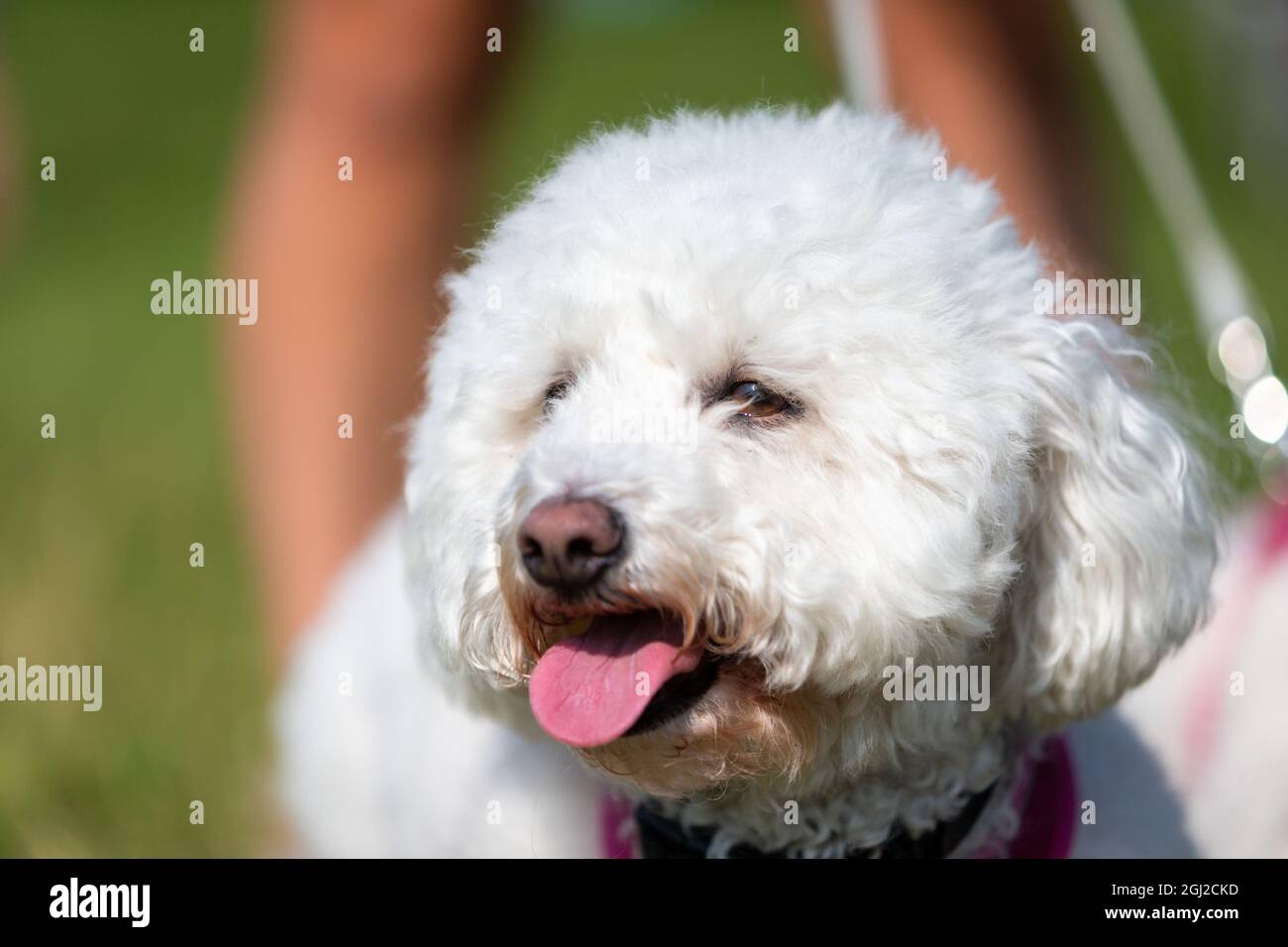 Frise dog hi-res stock photography and images - Alamy